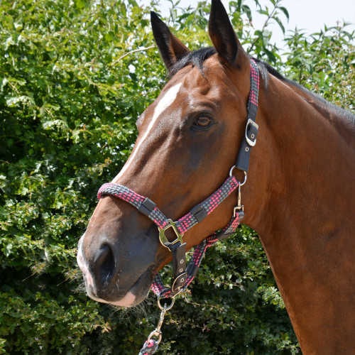 Hy Equestrian - Hy Equestrian Multicolour Adjustable Head Collar & Lead ...